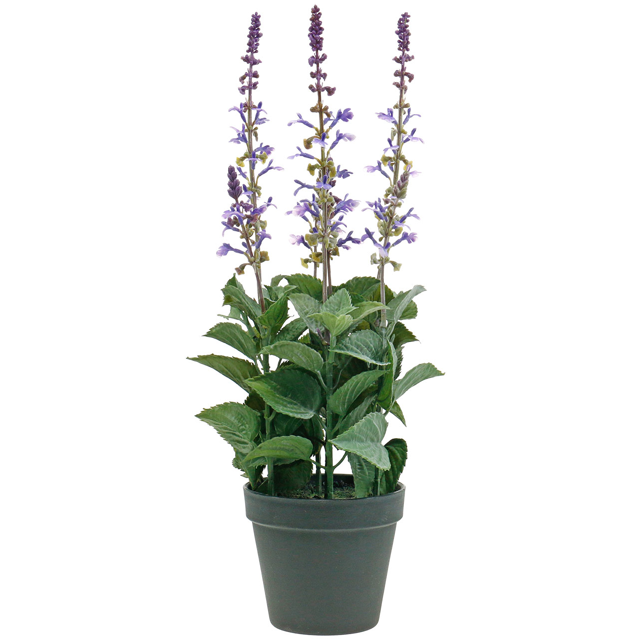 Floristik24.hu Dekoratív levendula növény, mediterrán levendula cserép ...